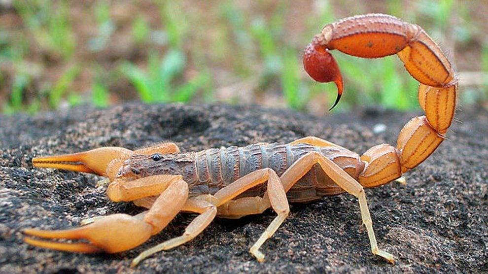 El veneno de escorpión y sus increíbles usos médicos