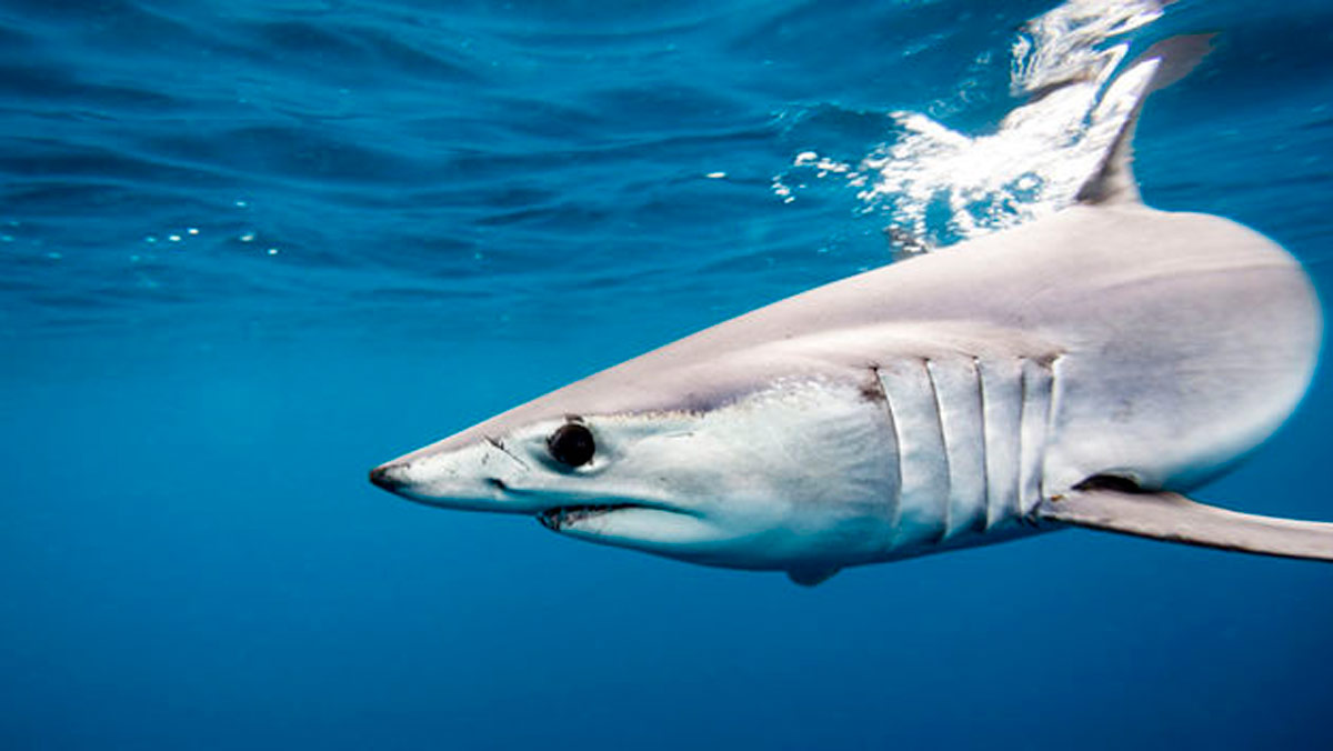 Las 5 curiosidades que no conocías sobre los tiburones