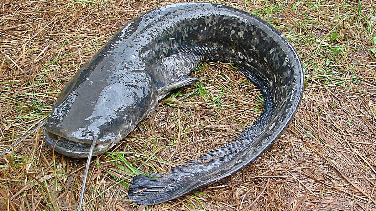 5 animales raros del planeta que seguramente no conoces
