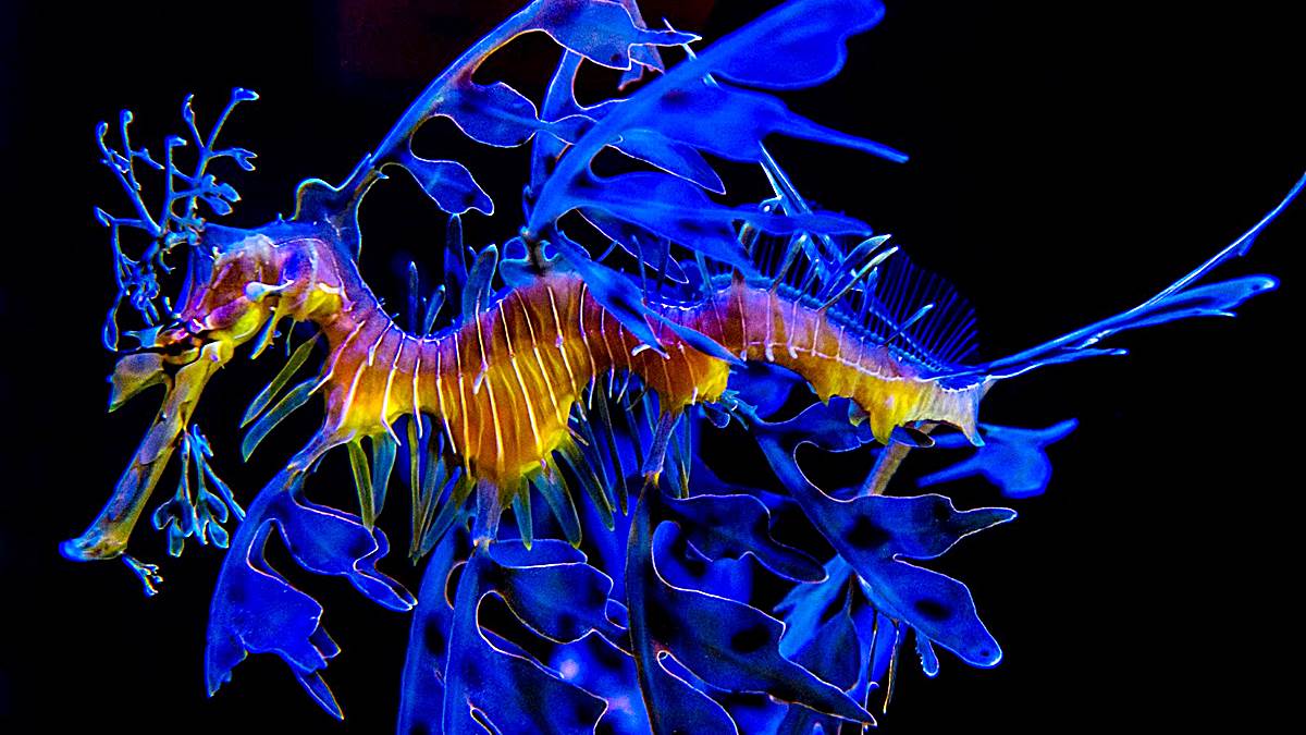 5 animales raros del planeta que seguramente no conoces