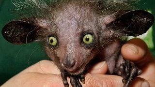 5 animales raros del planeta que seguramente no conoces