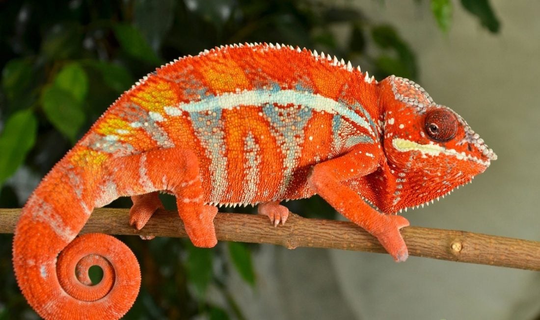 Los misterios del camaleón al descubierto