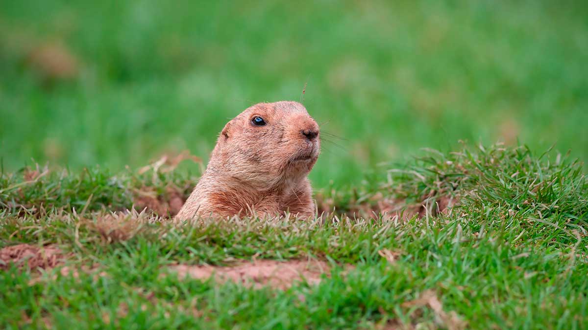 7 curiosidades sobre la marmota que posiblemente no conocías