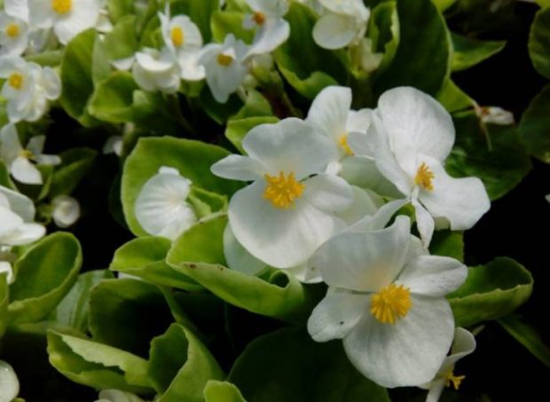 Cómo Cuidar Una Begonia En 7 Pasos
