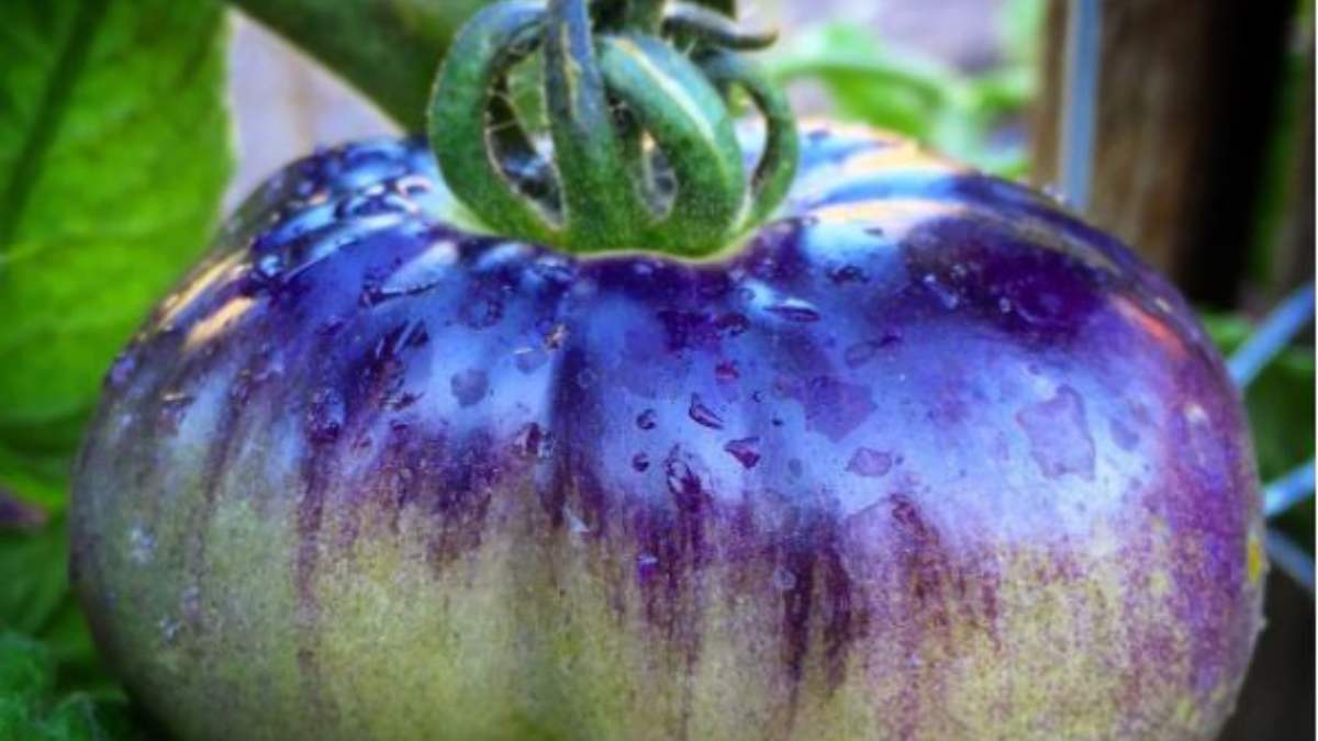 Beneficios y curiosidades del tomate azul