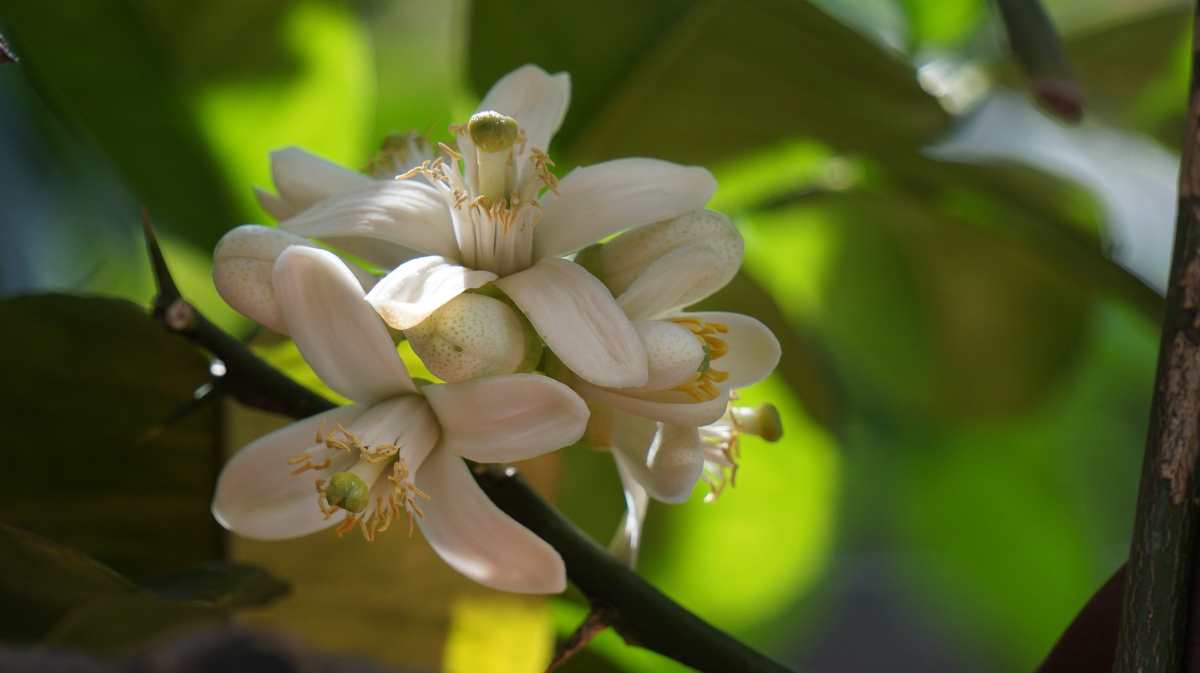 Flor de azahar: Propiedades para combatir la ansiedad