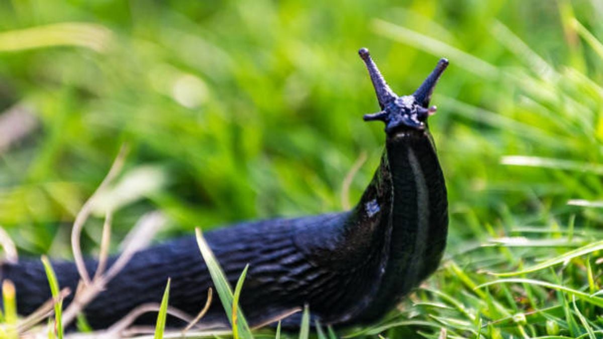 Las curiosidades de las babosas que siempre has querido saber