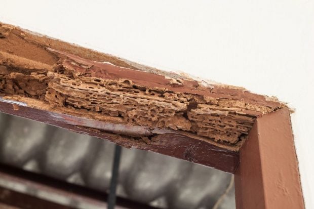 Cómo eliminar las termitas paso a paso con un remedio casero eficaz