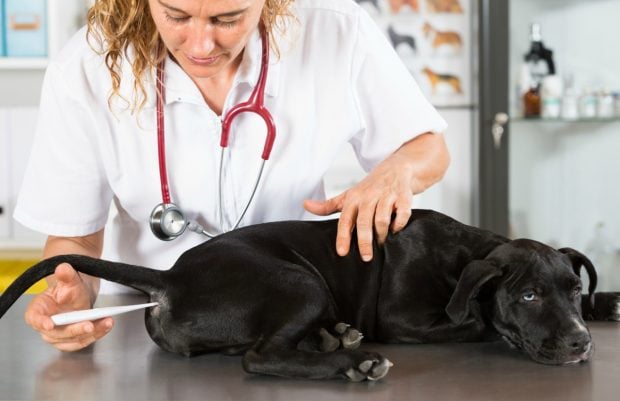 Cómo saber si mi perro tiene parvovirus: Síntomas y tratamiento