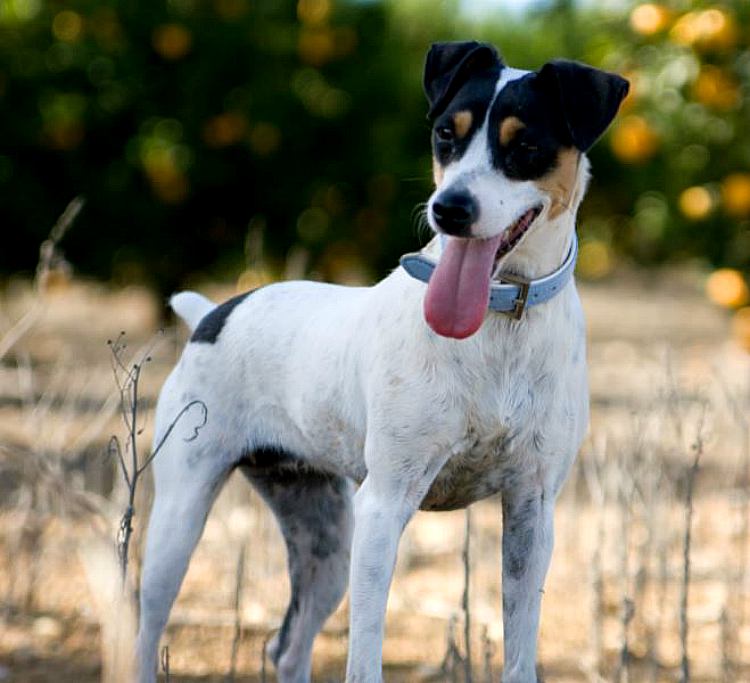 El ratonero bodeguero andaluz, el perro español reconocido mundialmente
