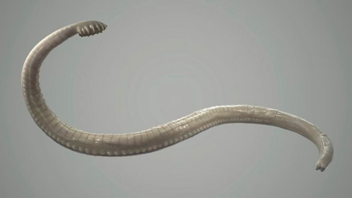 La Tenia de los peces, el mayor parásito jamás visto