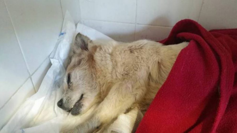 Ley de Bienestar Animal provoca que se arranque el microchip en perros