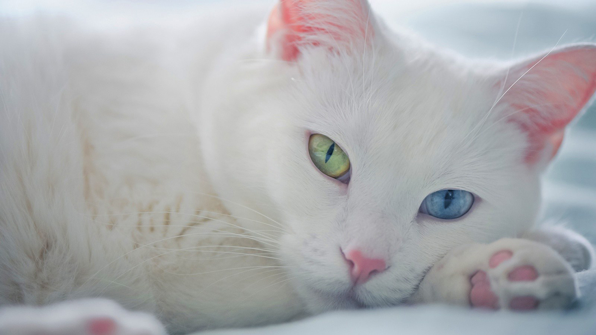 Los ojos de los gatos, una visión infalible