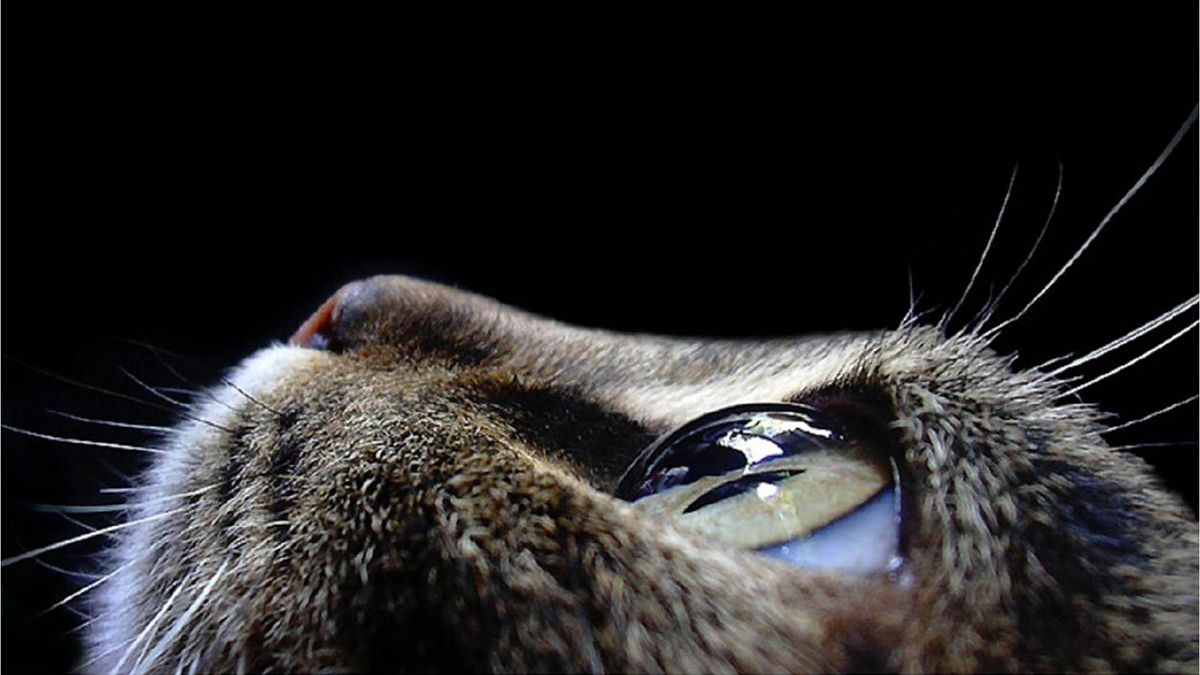 Los ojos de los gatos, una visión infalible