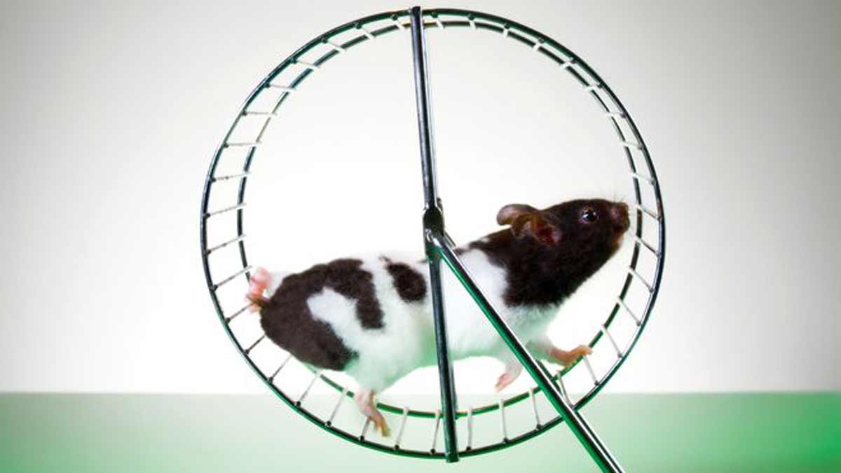 ¿Por qué los hámsters corren en la rueda?