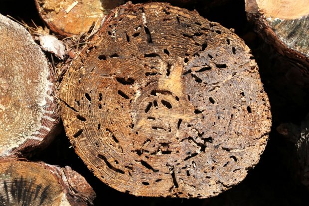 Cómo eliminar la carcoma con 3 remedios caseros paso a paso