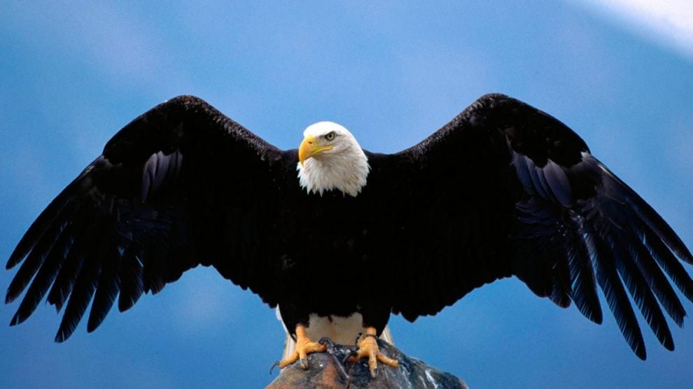 ¿Por qué vuelan las aves?