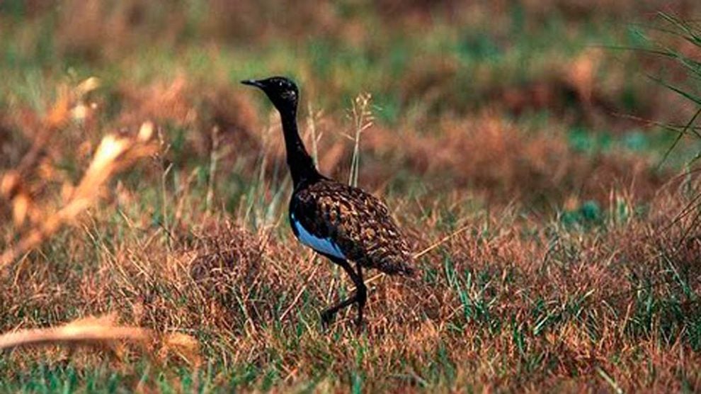 ¿Cuáles son las aves más raras que existen en el mundo?