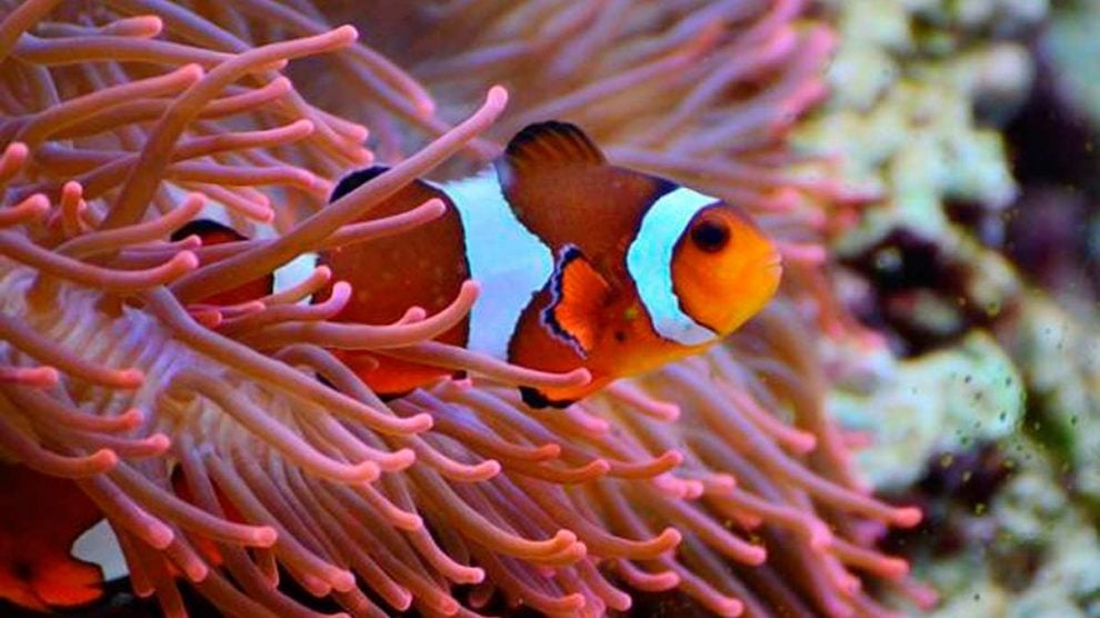 Peces: Características principales y tipos de peces