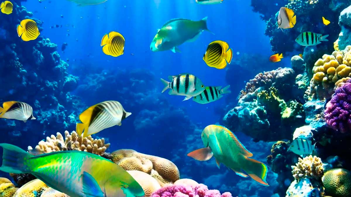 Peces: Características principales y tipos de peces