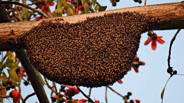 Propóleo: Beneficios y contraindicaciones de este antibiótico natural