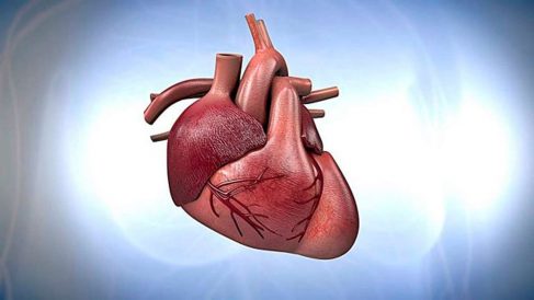 Por qué el corazón se sitúa a la izquierda?