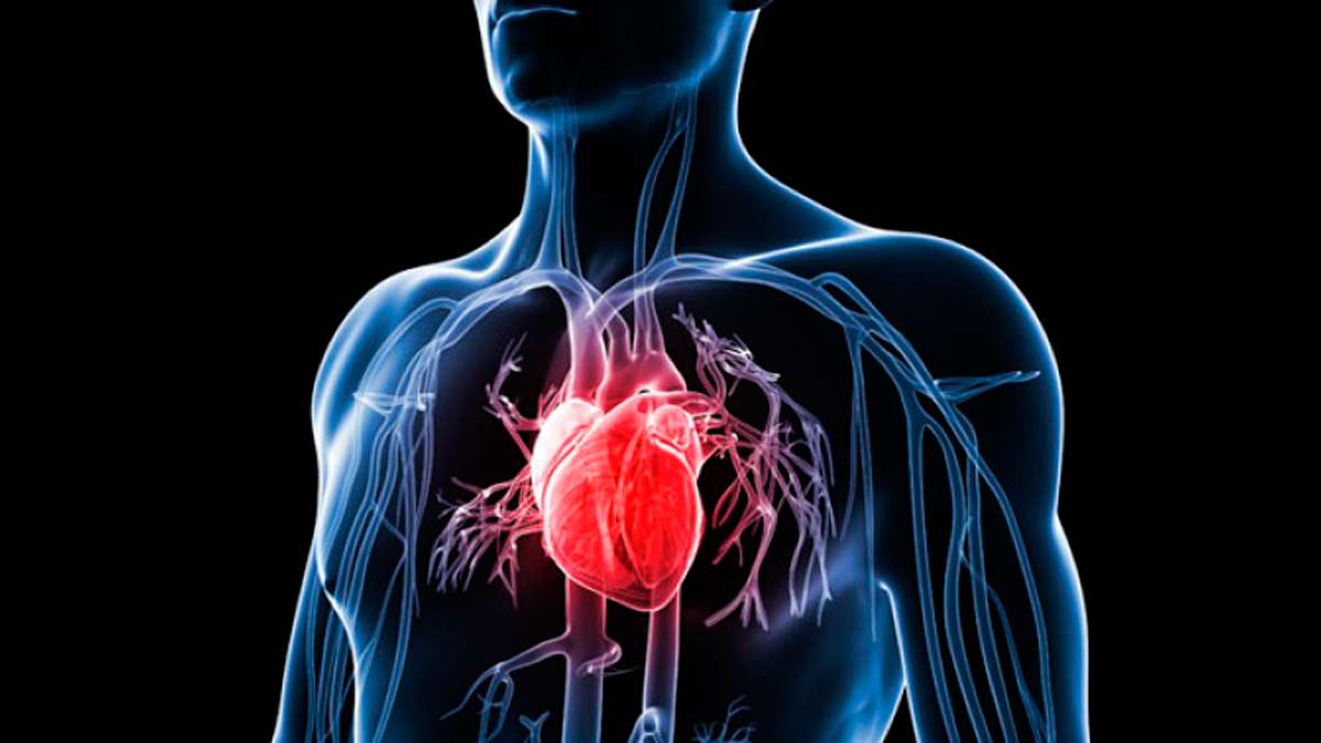 Por qué el corazón se sitúa a la izquierda?