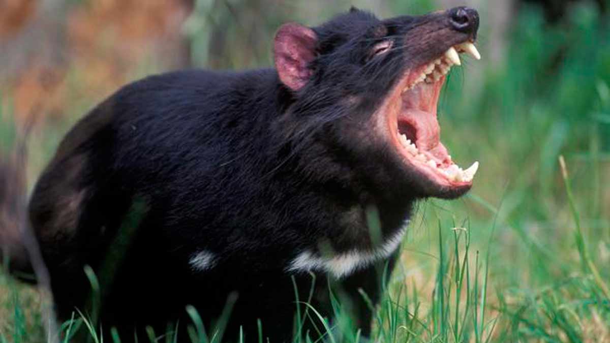 Demonio de Tasmania: Curiosidades del diablo de Tasmania