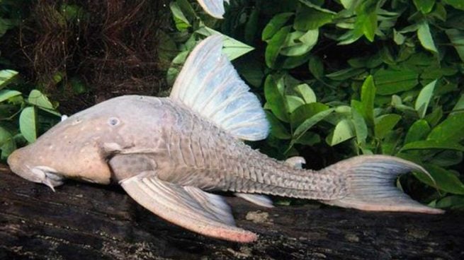 Los peces más raros del mundo de 2017