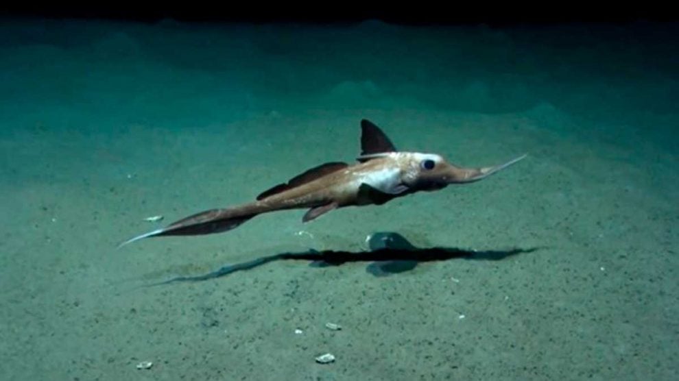 Los peces más raros del mundo de 2017