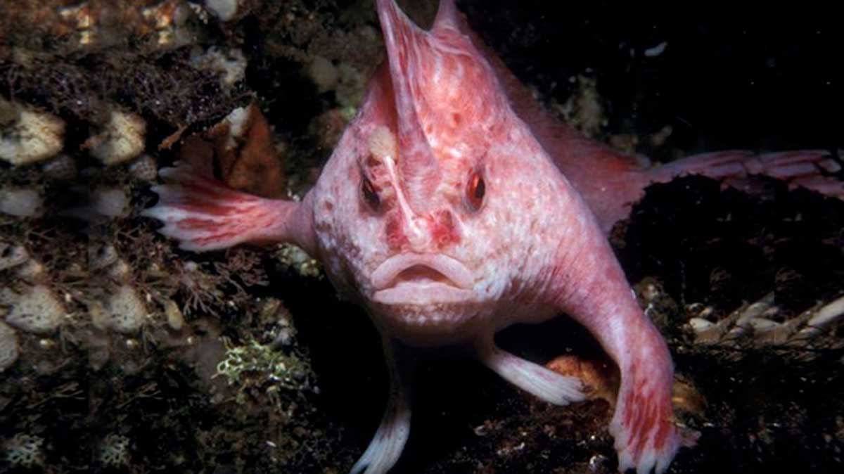 Los peces más raros del mundo de 2017