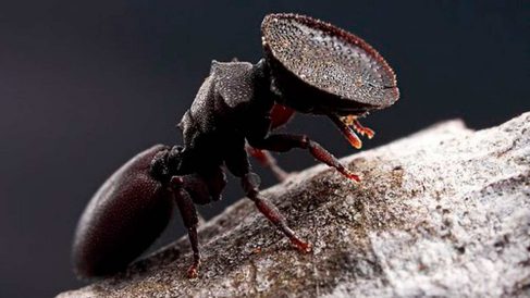 Un repaso por los 5 insectos más curiosos del mundo