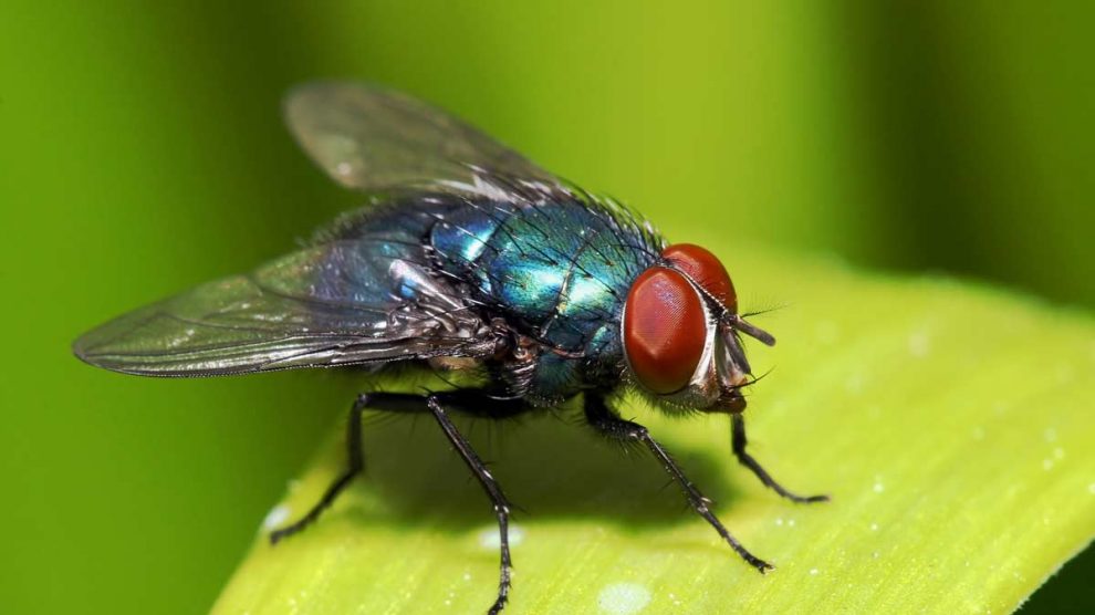 Las enfermedades, el verdadero peligro de las moscas