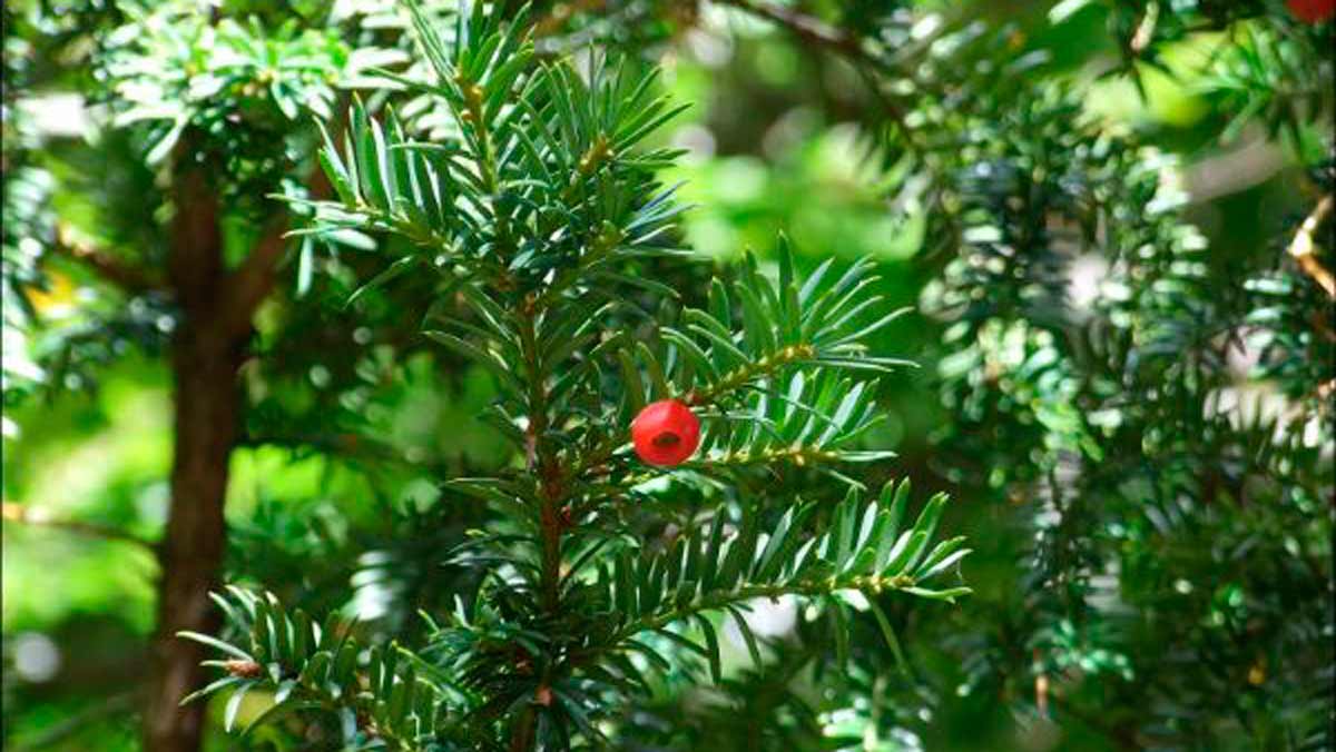 El tejo: las propiedades curativas de un árbol tóxico