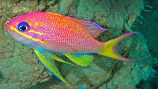 Rariphotic, la nueva zona oceánica en la que habitan especies inauditas