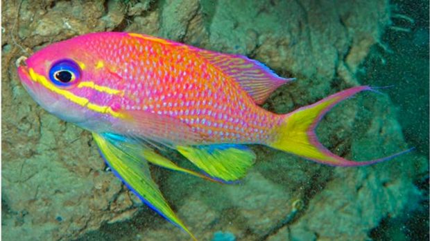 Rariphotic, la nueva zona oceánica en la que habitan especies inauditas