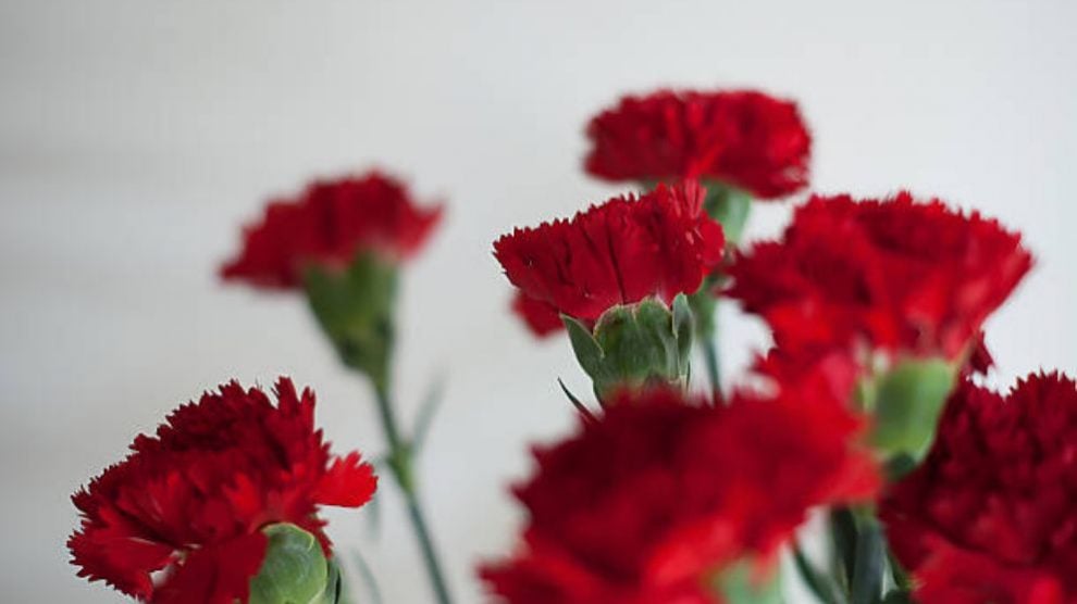 Cómo cuidar un clavel de forma fácil con estos consejos