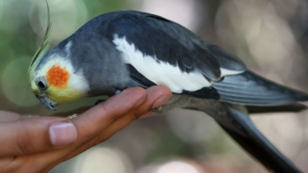 Cómo cuidar a las Ninfas fácilmente y paso a paso