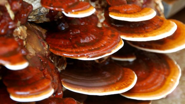Propiedades del hongo reishi y beneficios para la salud