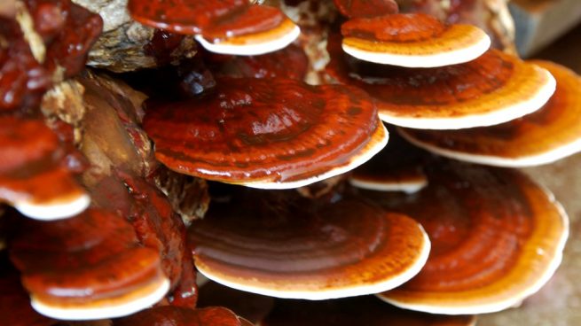 Propiedades del hongo reishi y beneficios para la salud