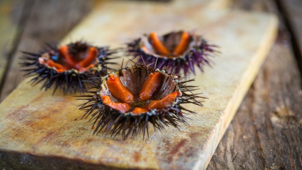 Receta de rissoto de erizo de mar, sana y deliciosa