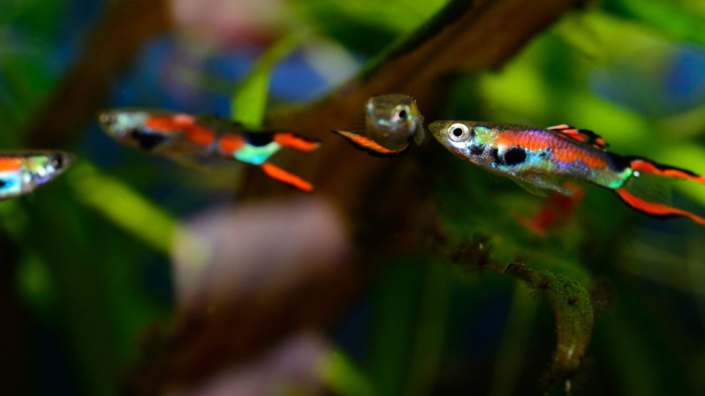 Cómo cuidar un pez guppy correctamente y paso a paso