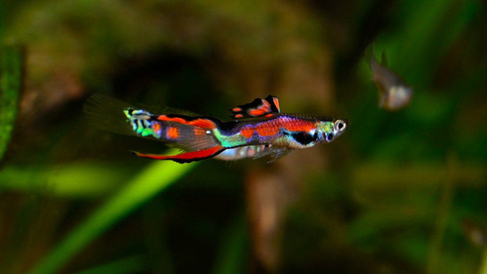 Cómo cuidar un pez guppy correctamente y paso a paso