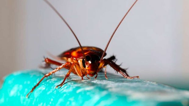 Las claves de la leche de cucaracha, el superalimento del futuro