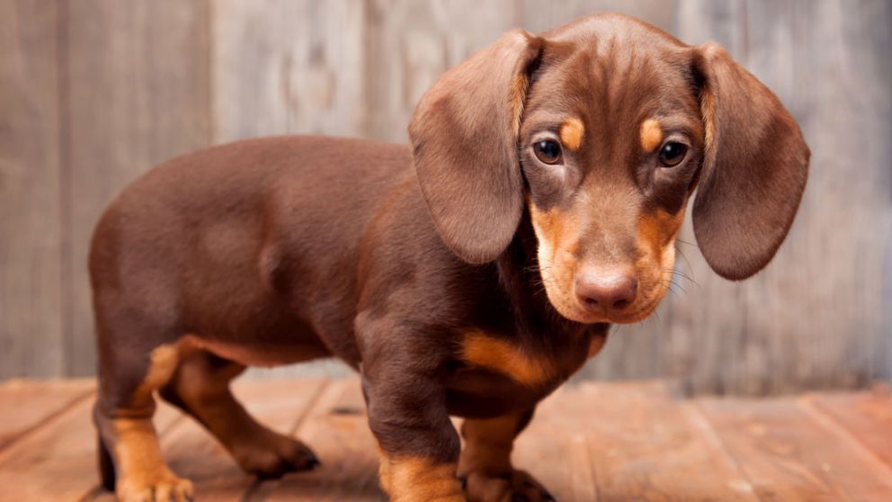 Cómo cuidar a un perro Teckel con estos consejos, paso a paso