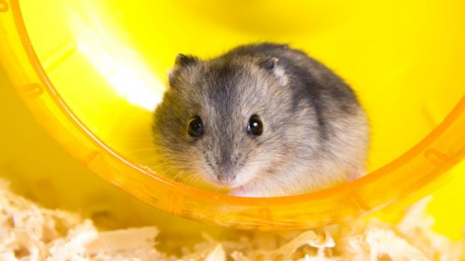 Cómo cuidar un hámster chino paso a paso