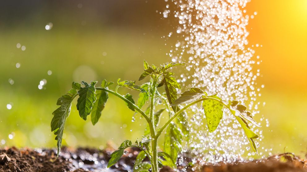 Cómo hacer un auto riego casero para tus plantas paso a paso