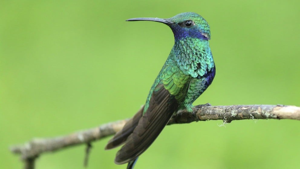 Curiosidades sobre el colibrí