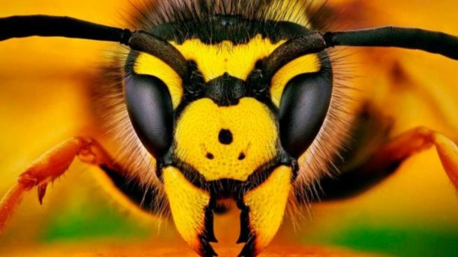 Cómo hacer un maquillaje de abeja paso a paso