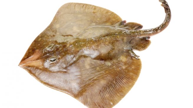 Receta de raya guisada